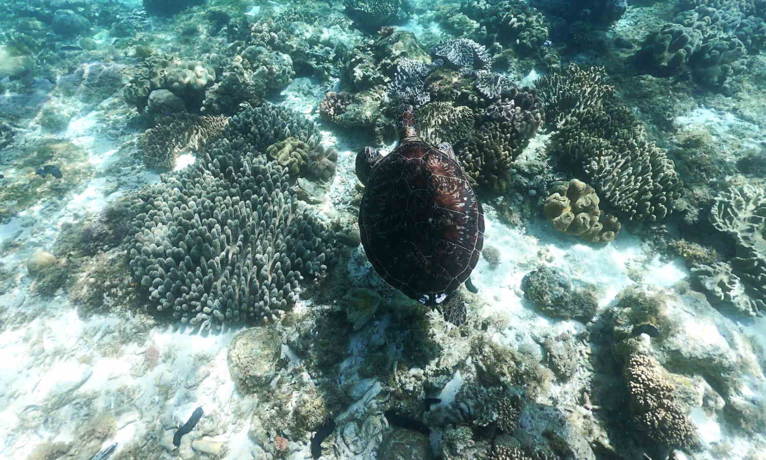 Pamilacan: A Day Trip Guide - Abraham Tours Philippines